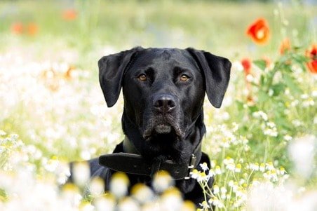 Alles over een labrador retriever!