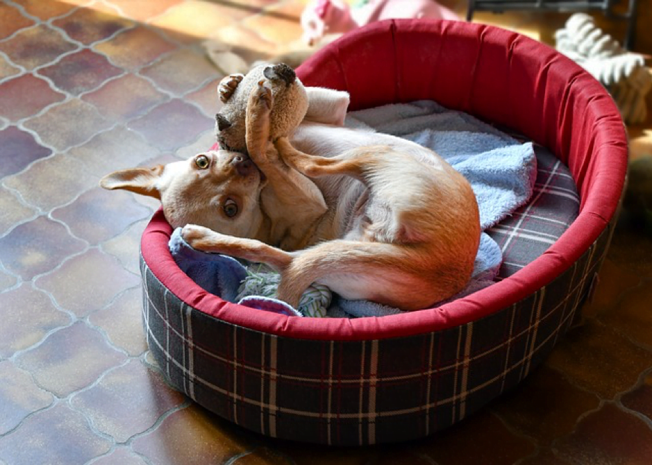 Lintworm hond, hoe kun je wormen hond symptomen herkennen?
