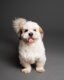 Wat is het beste puppyvoer? De top 10 beste puppybrokken