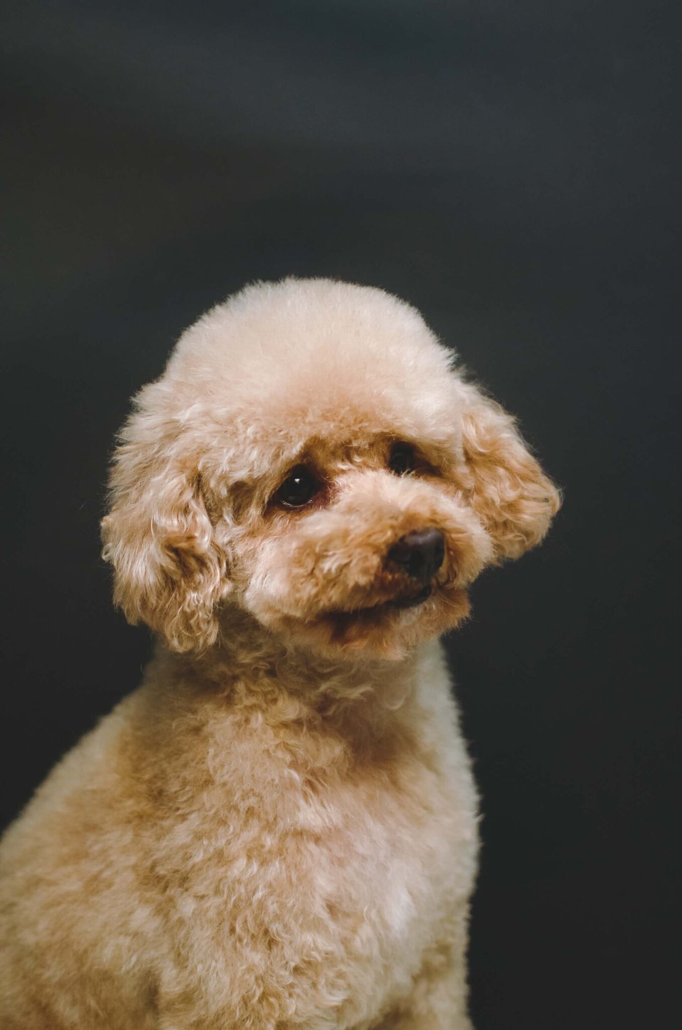 Hondje voor Oudere Mensen? 10 makkelijke Hondenrassen.